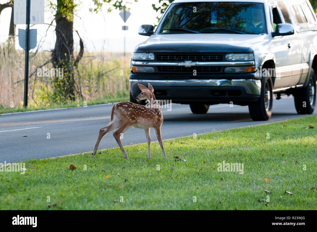 Animal approach hi-res stock photography and images - Alamy
