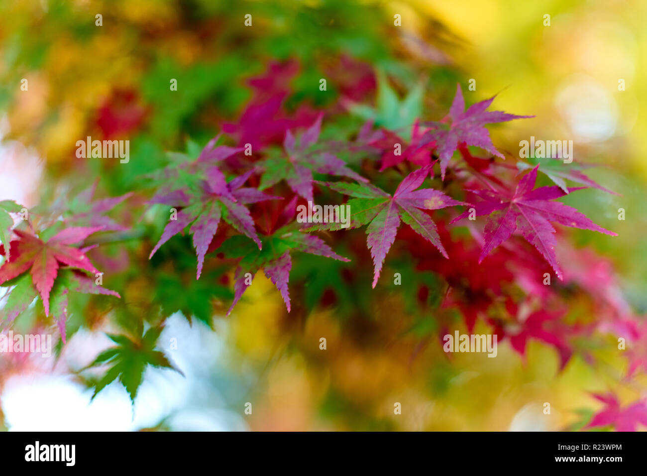 Japanese maple tree changing colour in autumn at Eikando temple in ...