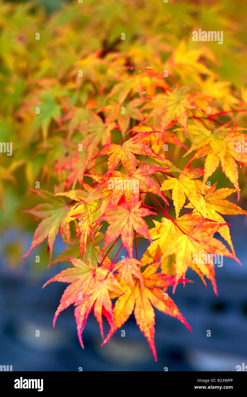 Japanese maple tree changing colour in autumn at Eikando temple in ...
