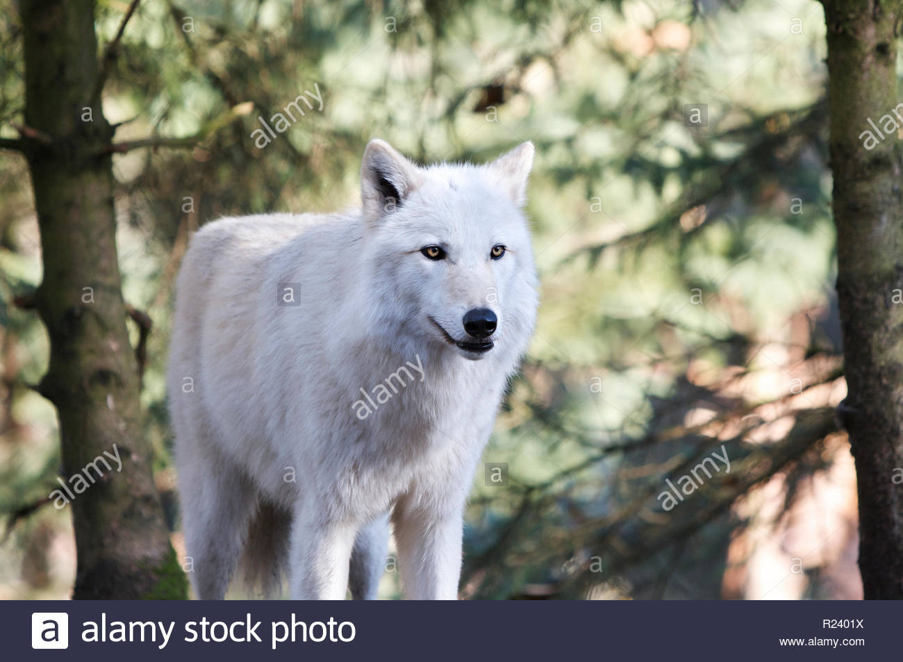 White Wolf Stock Photos & White Wolf Stock Images - Alamy