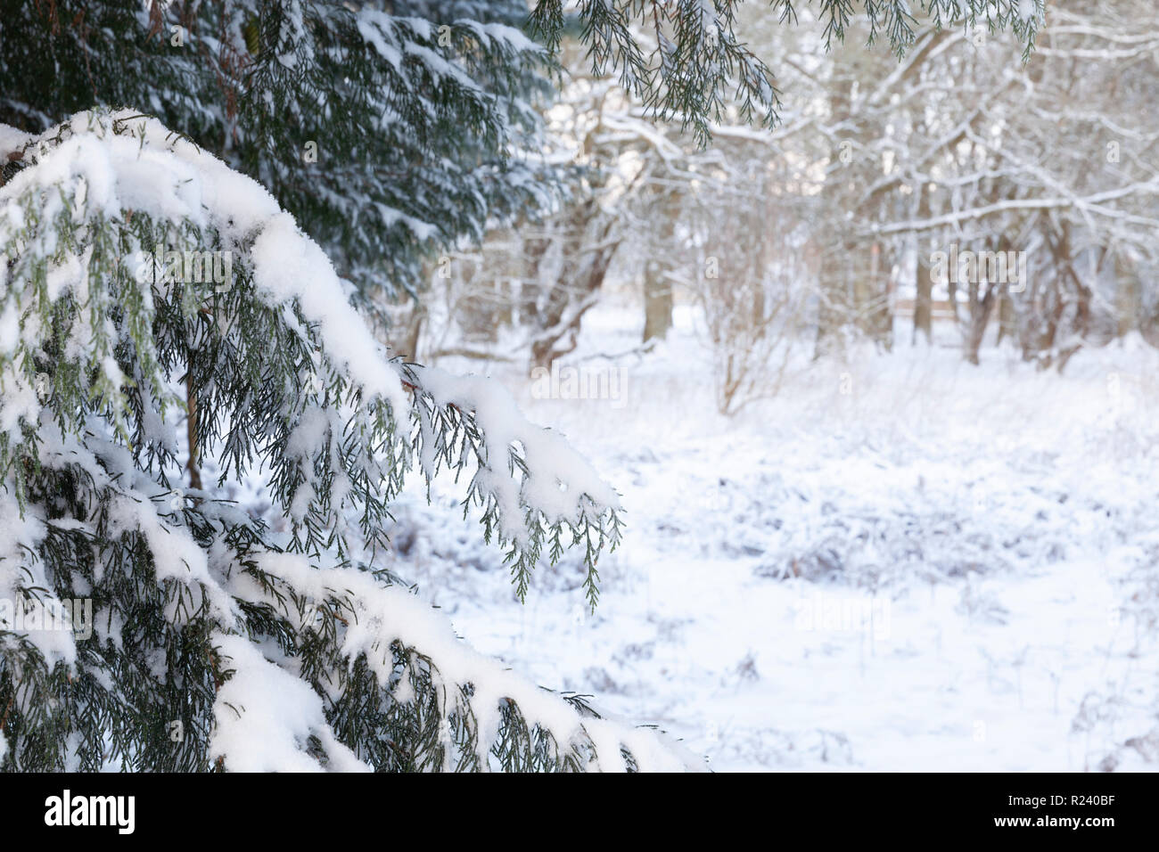 Beautiful winter snow scene in woodland forest with close up on snow ...