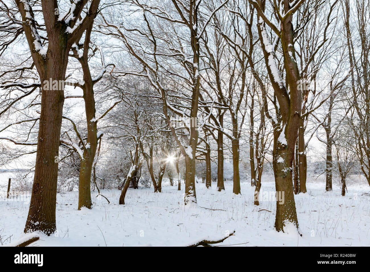 Woodland winter snow scene with early morning sunrise. Bare trees and ...