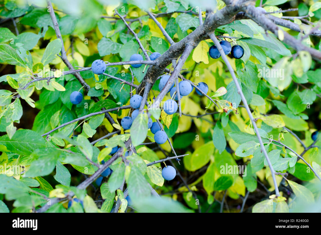 Blackthorn prunus spinosa close up leaves hi-res stock photography and ...