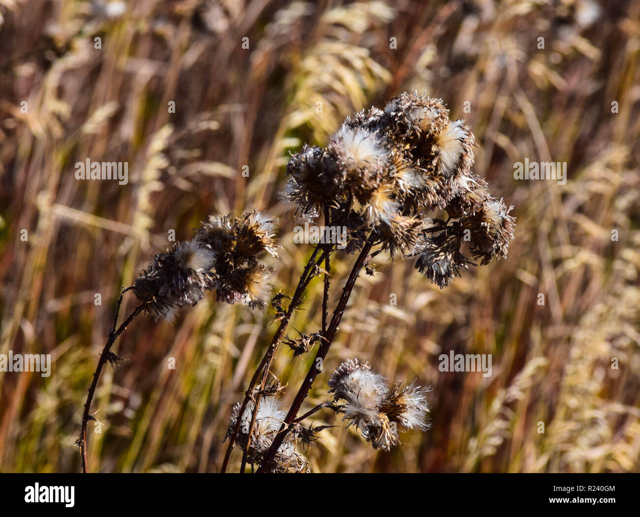 Alpine plants hi-res stock photography and images - Alamy