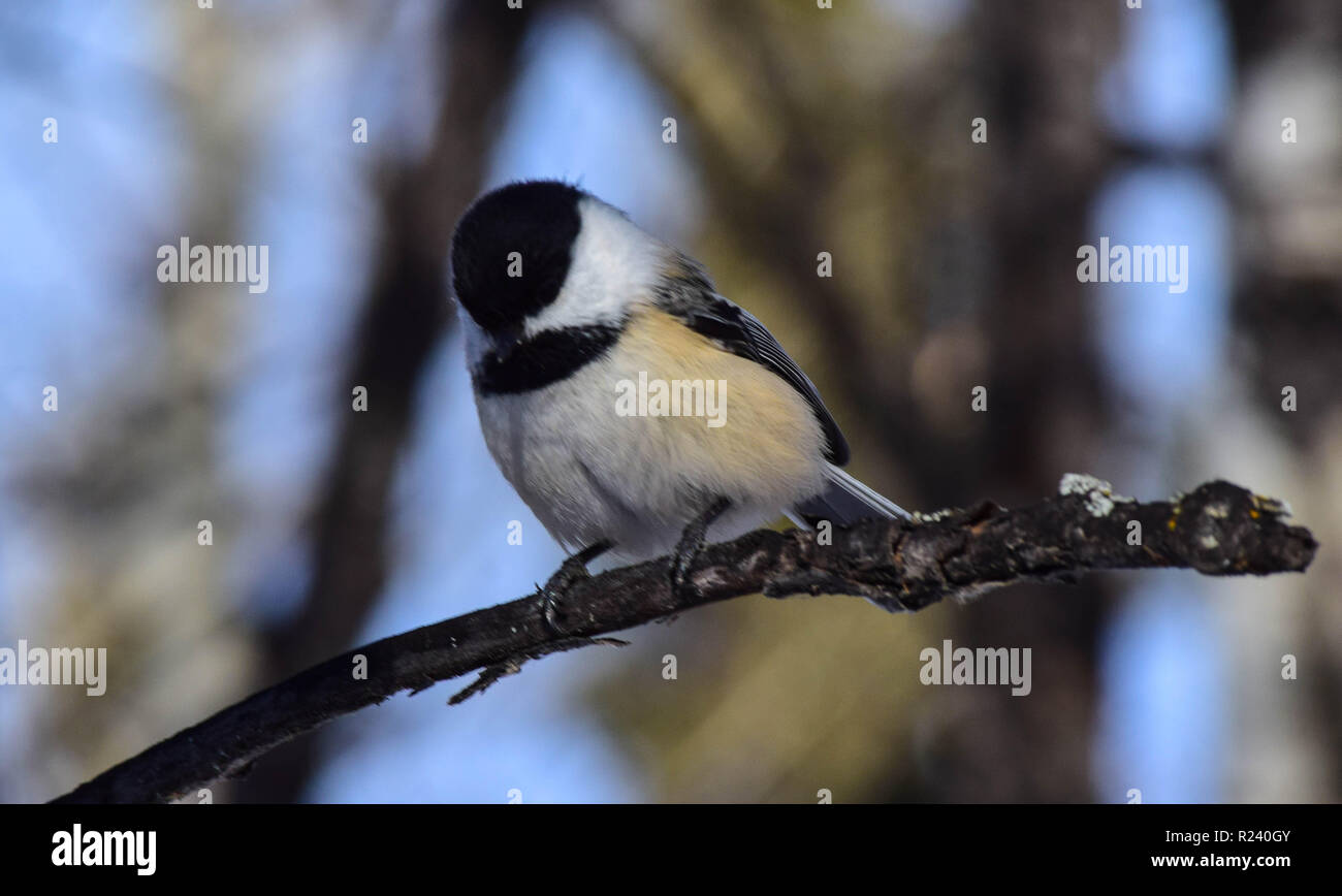 Chickadees High Resolution Stock Photography and Images - Alamy