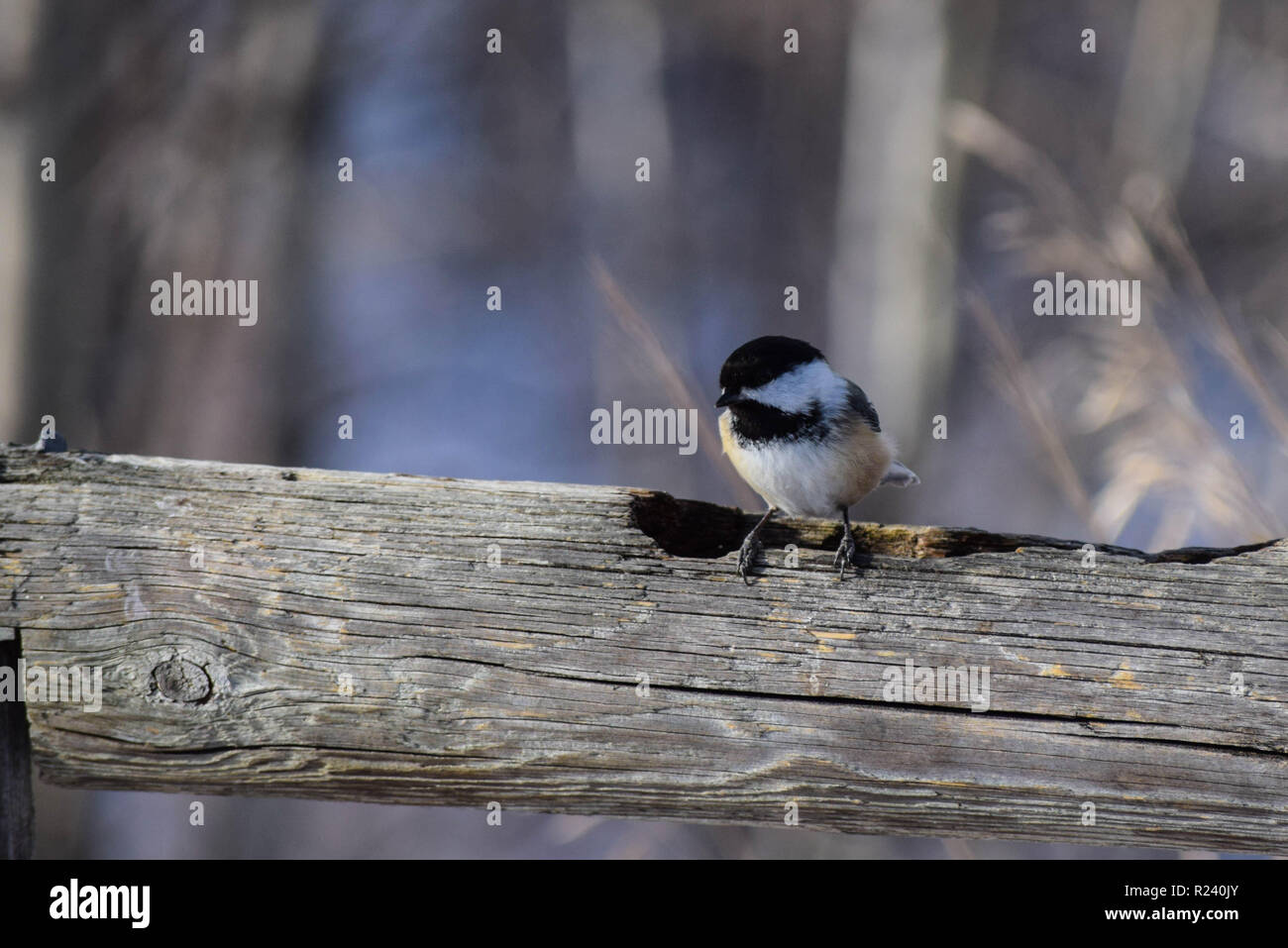 Chickadees High Resolution Stock Photography and Images - Alamy