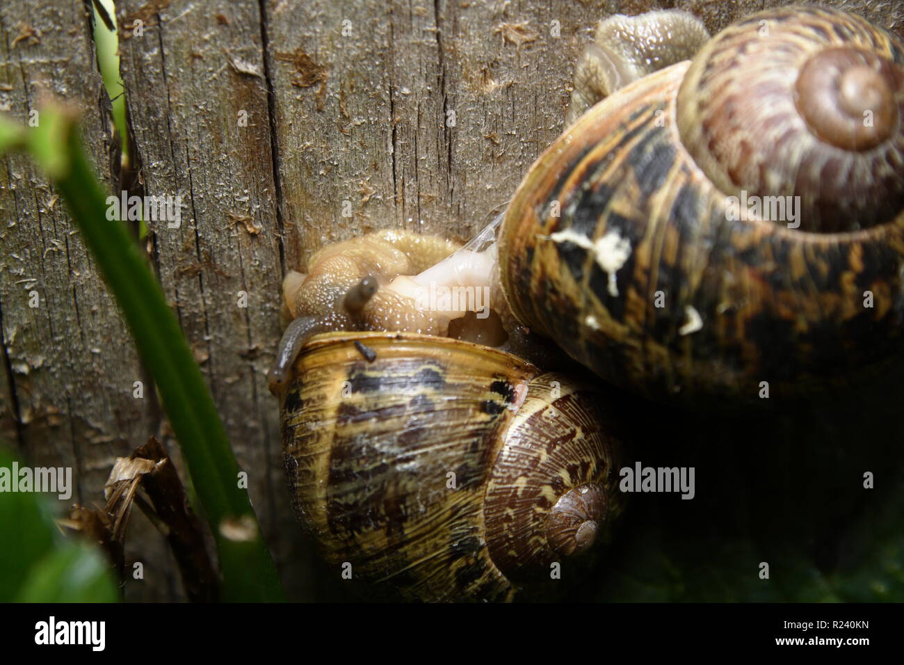 Garden Snails copulating Stock Photo - Alamy