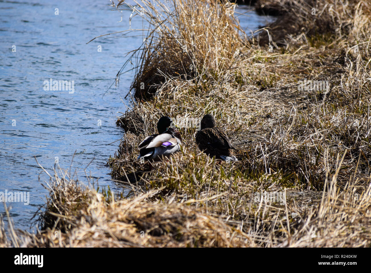 Mighty duck hi-res stock photography and images - Alamy