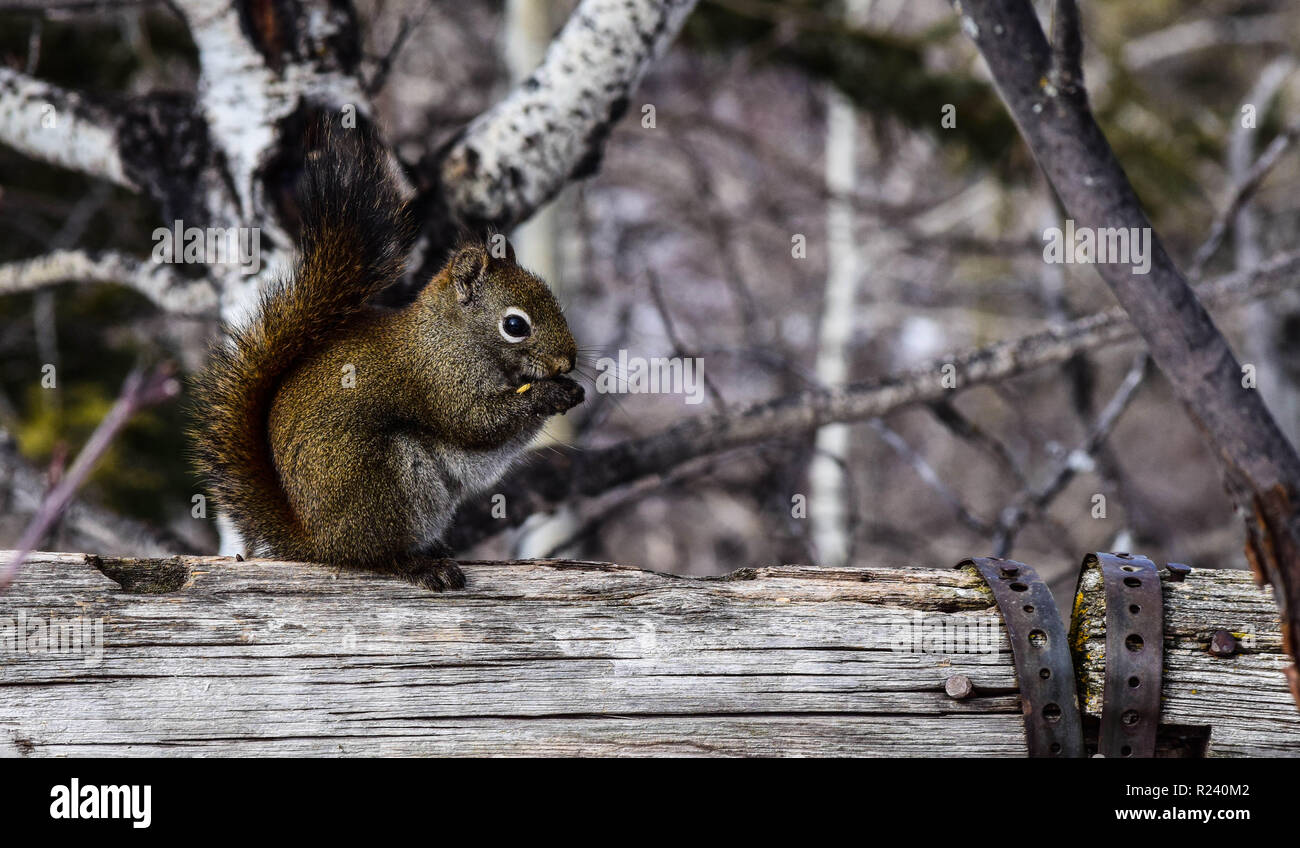 North american red squirrel hi-res stock photography and images - Alamy