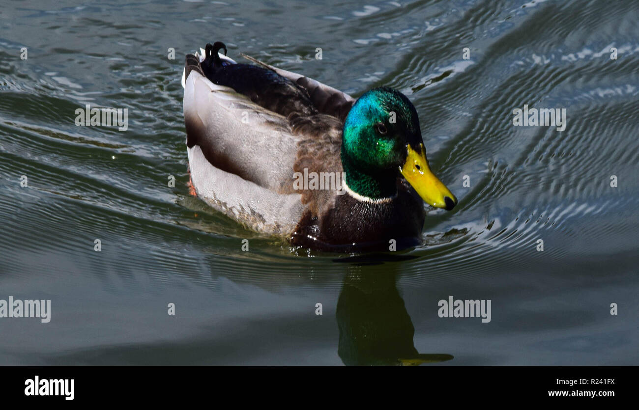 Mallards are walking hi-res stock photography and images - Alamy