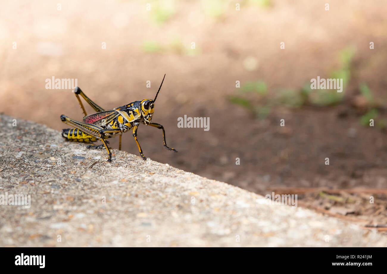 Grasshopper Jumping Hopping High Resolution Stock Photography and ...