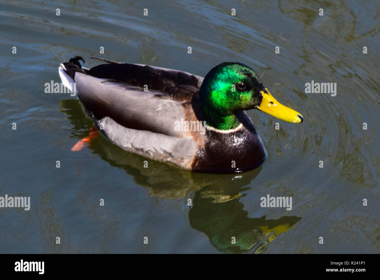 Mallards feed hi-res stock photography and images - Alamy
