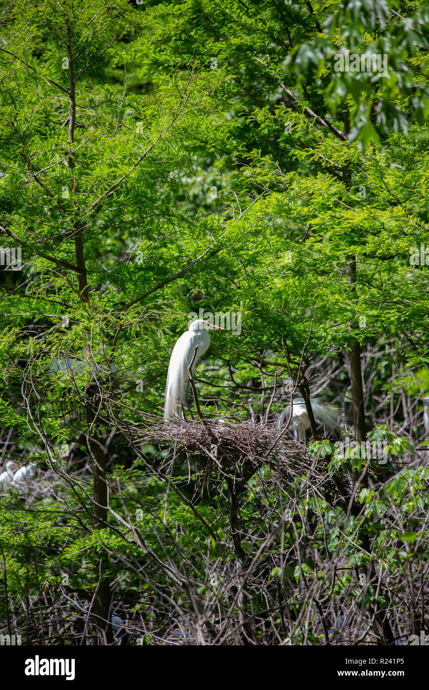 Great egret (Ardea alba) guarding its nest high in a tree Stock Photo ...
