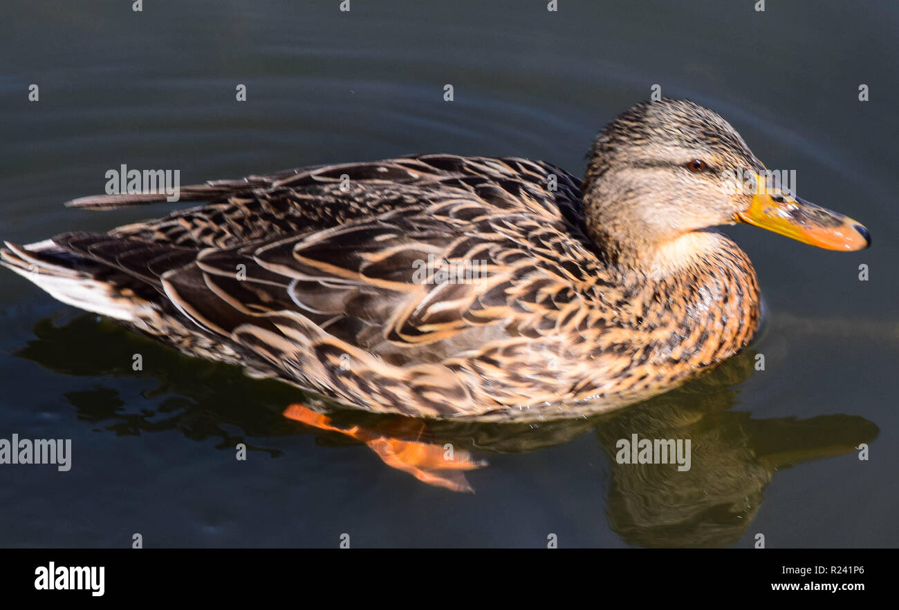 Mighty ducks hi-res stock photography and images - Alamy