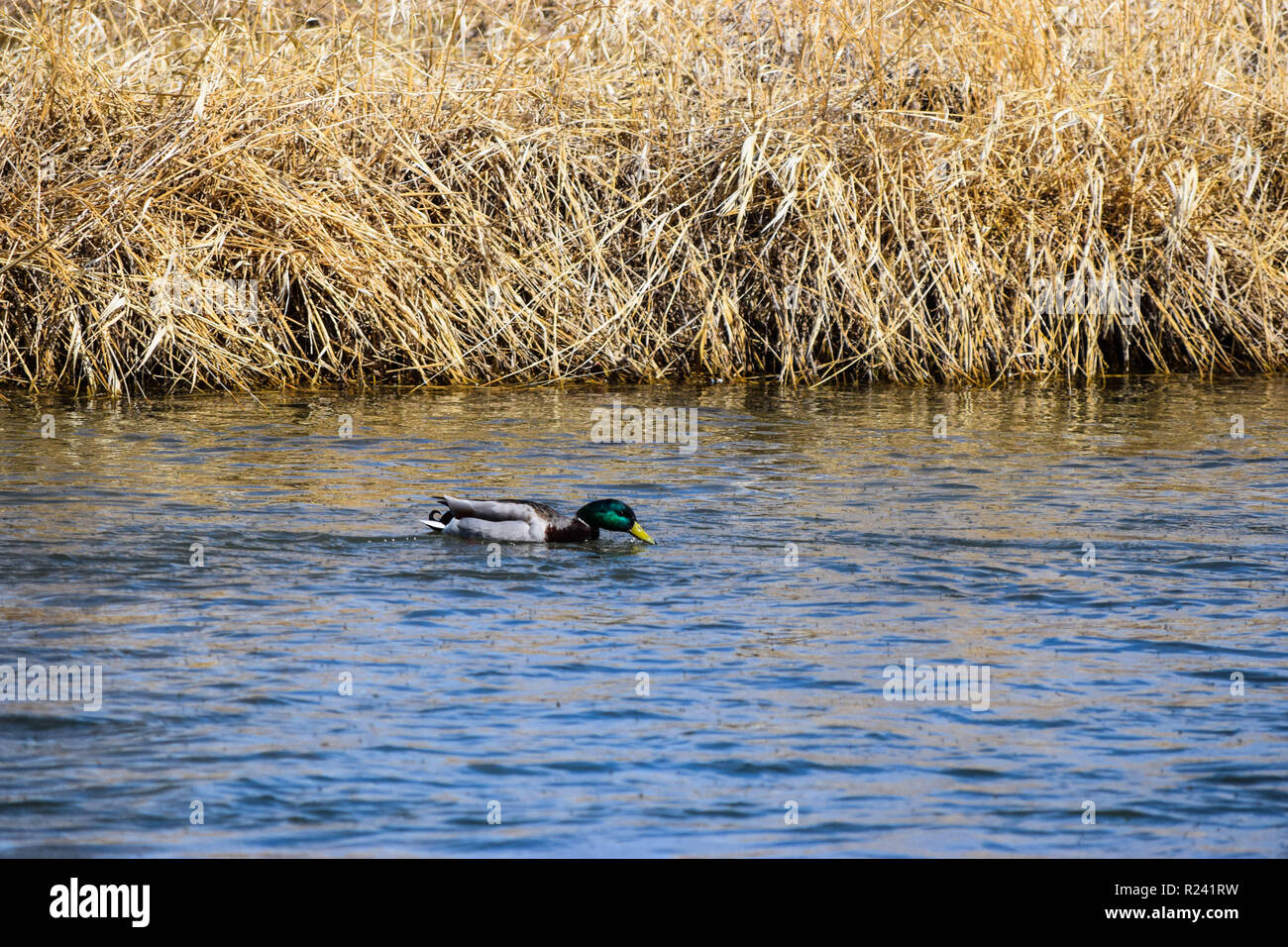 Flock of mallards flying hi-res stock photography and images - Alamy