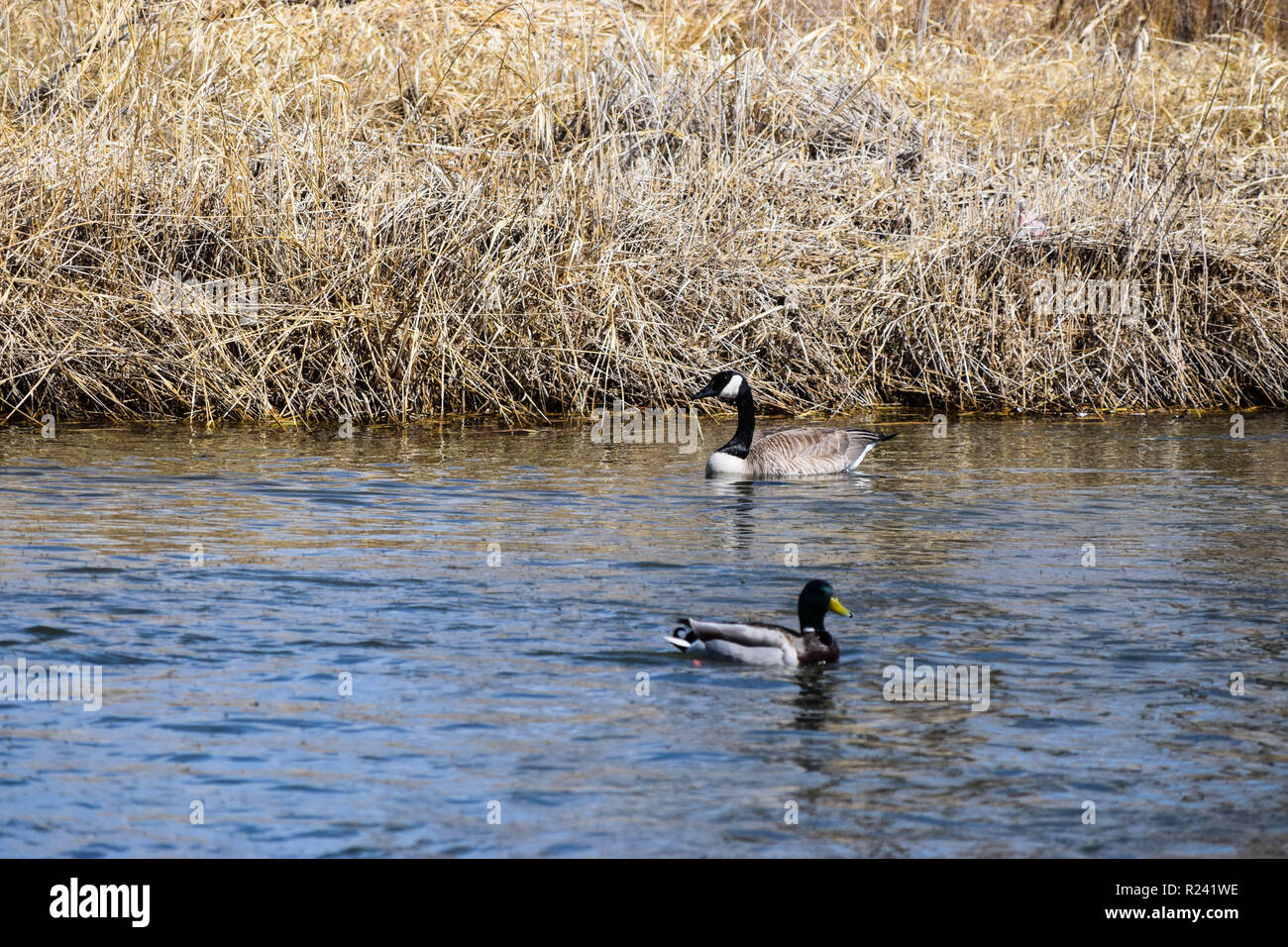 Wild mallards hi-res stock photography and images - Alamy