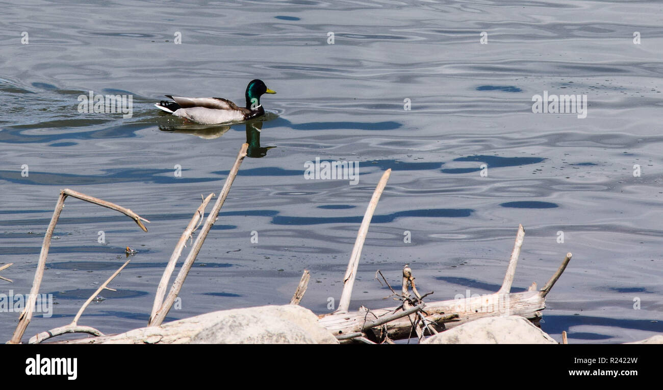 Mallards are walking hi-res stock photography and images - Alamy