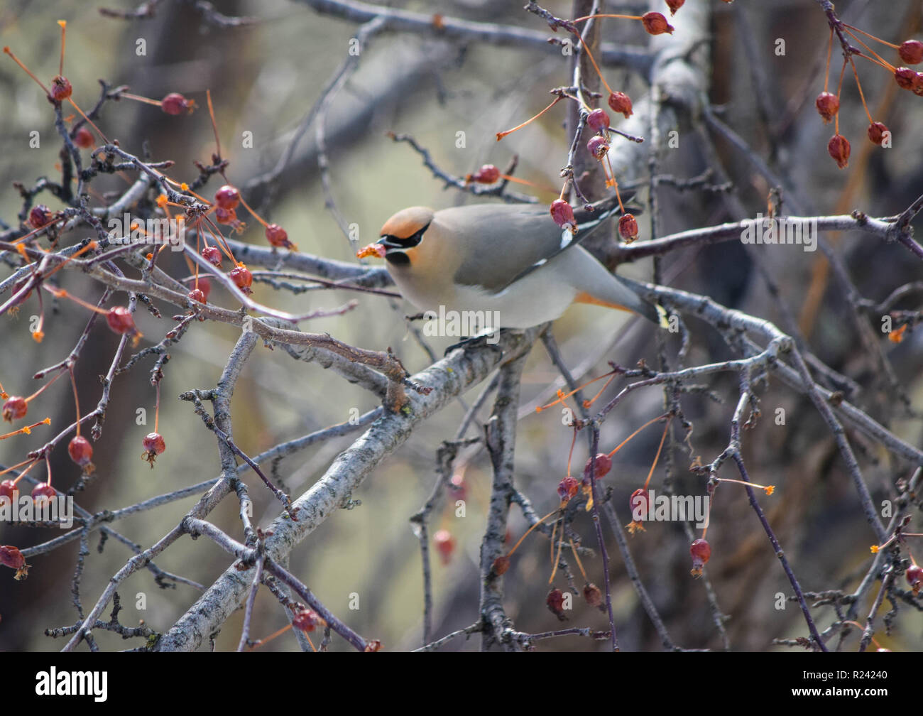 Cedar waxwings in berries hi-res stock photography and images - Alamy