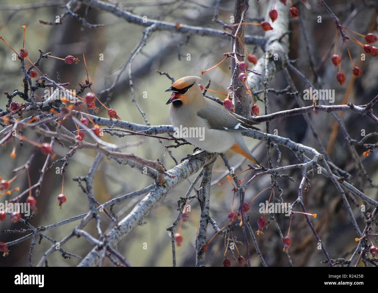 Cedar waxwings in berries hi-res stock photography and images - Alamy