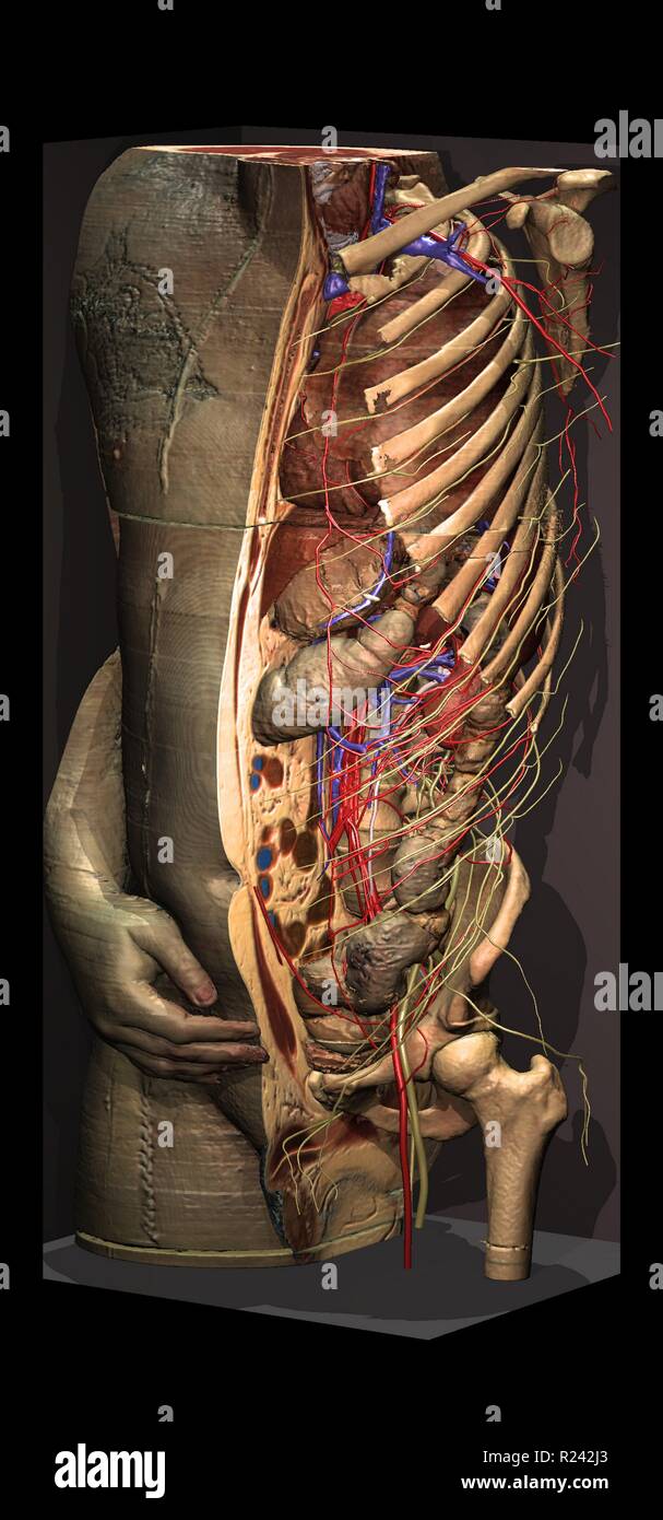 History of anatomy hi-res stock photography and images - Alamy