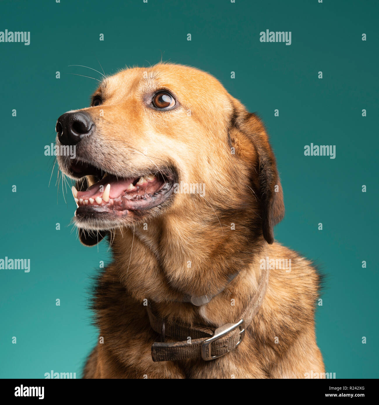 Half breed dog studio hi-res stock photography and images - Alamy