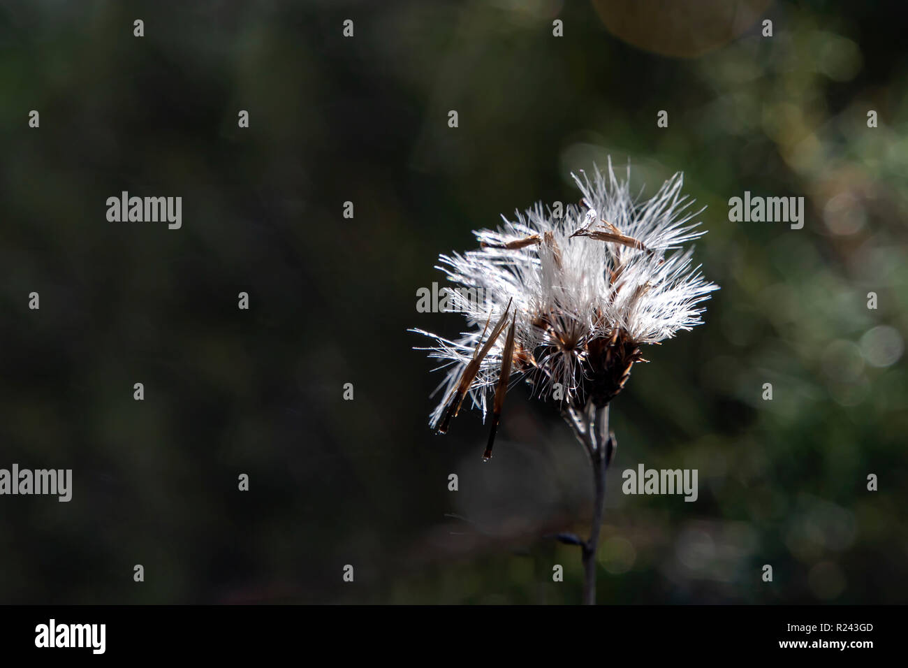 Dandelion seeds background hi-res stock photography and images - Alamy