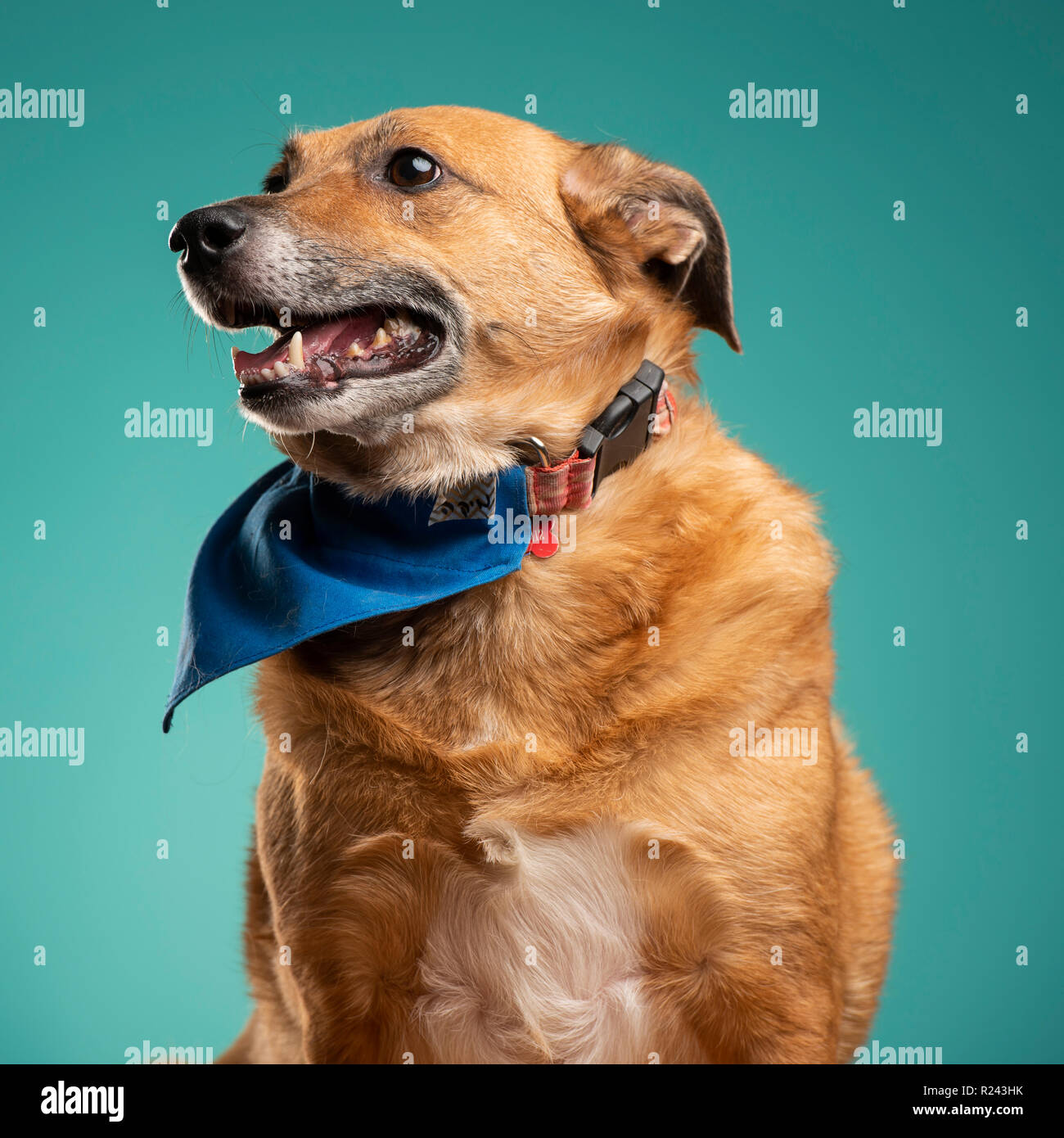Labrador half breed hi-res stock photography and images - Alamy