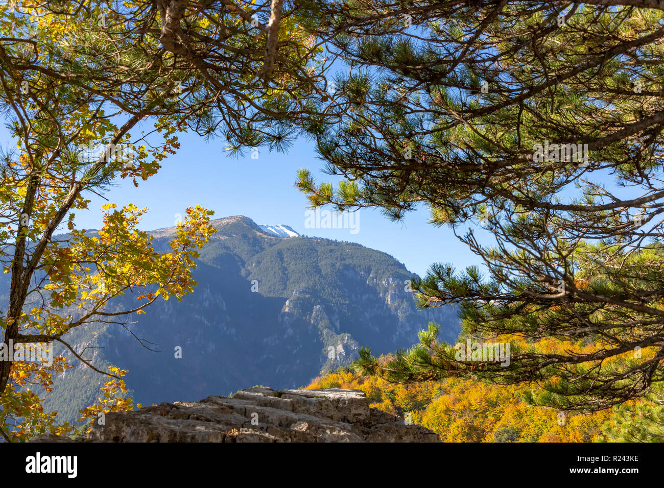 View of the snowy summit of Mount Olympus in the frame of the branches ...
