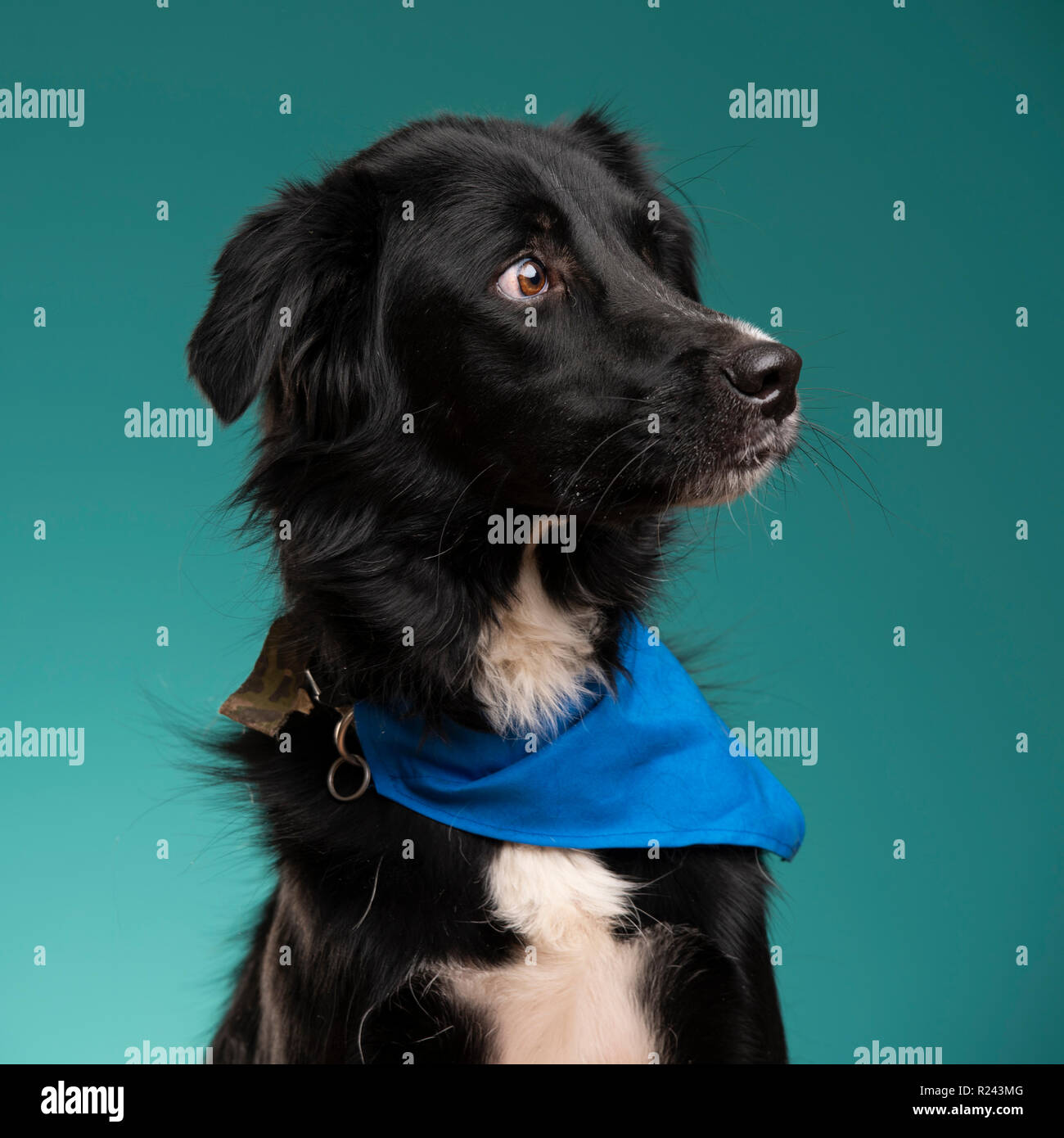 half breed labrador retriever dog in the studio Stock Photo - Alamy