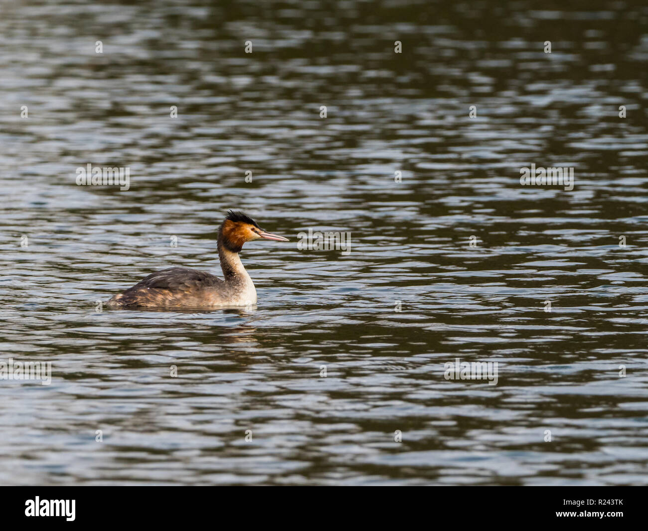 Great Crested Grebe swimming on lake Stock Photo - Alamy