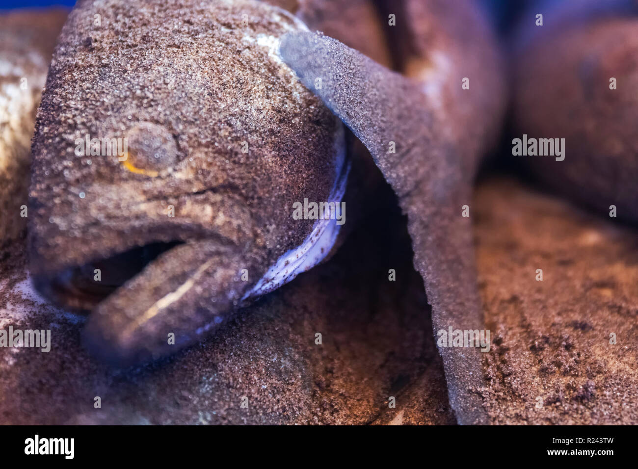 Deep-sea fish just caught with sand, colse up Stock Photo - Alamy