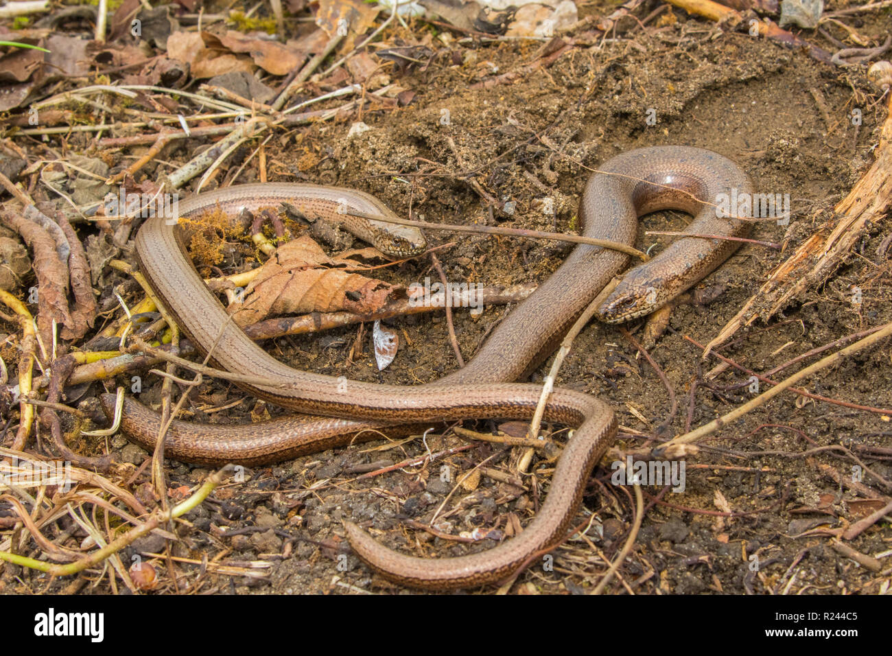 2 Slow Worms (Anguis fragilis) Legless Lizard Stock Photo - Alamy