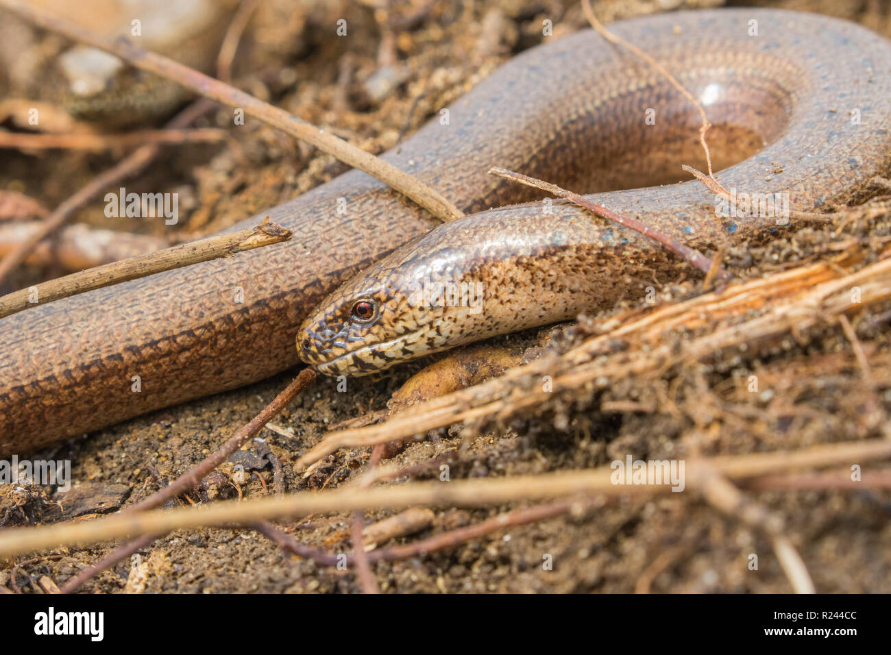 Slow Worm Close up of head (Anguis fragilis) Legless Lizard Stock Photo ...