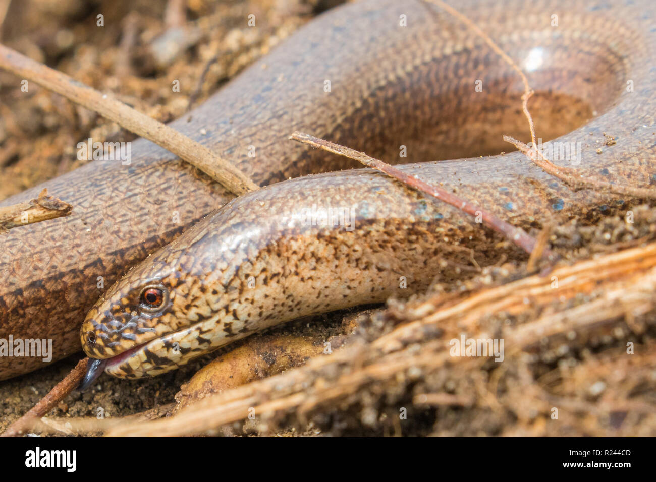 European limbless lizard hi-res stock photography and images - Alamy