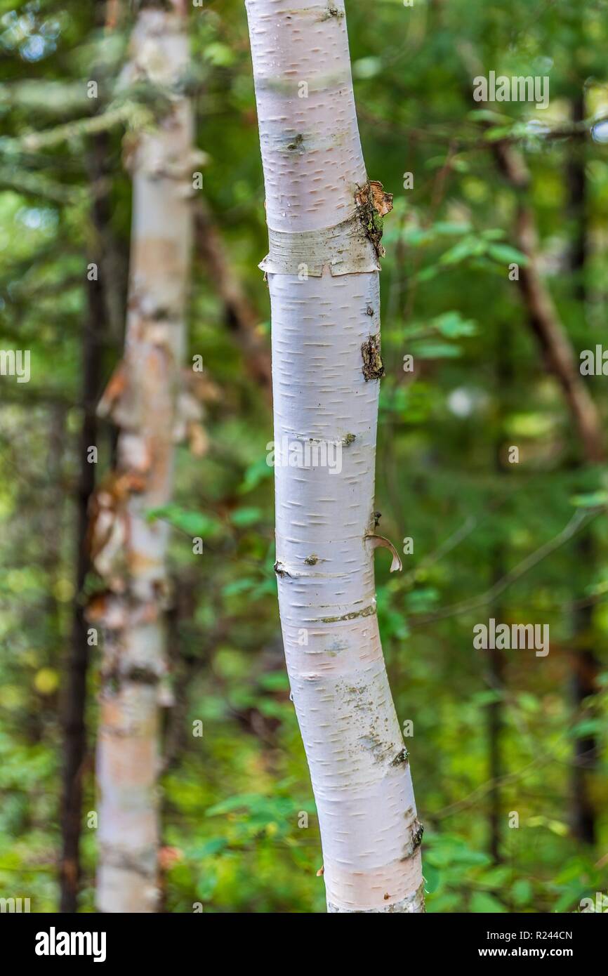 Saguenay fjord national park quebec hi-res stock photography and images ...