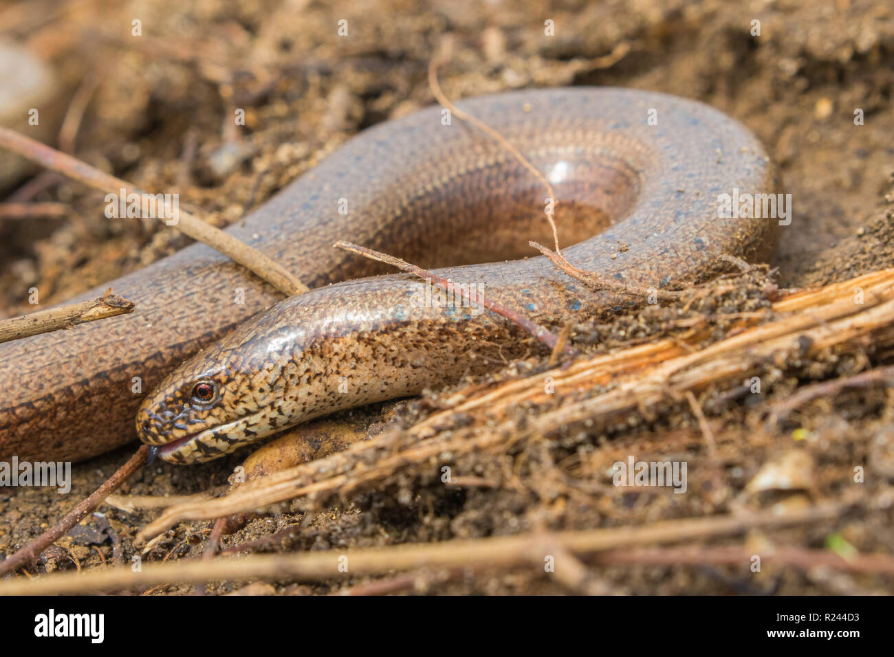 Slow Worm Close up of head (Anguis fragilis) Legless Lizard Stock Photo ...