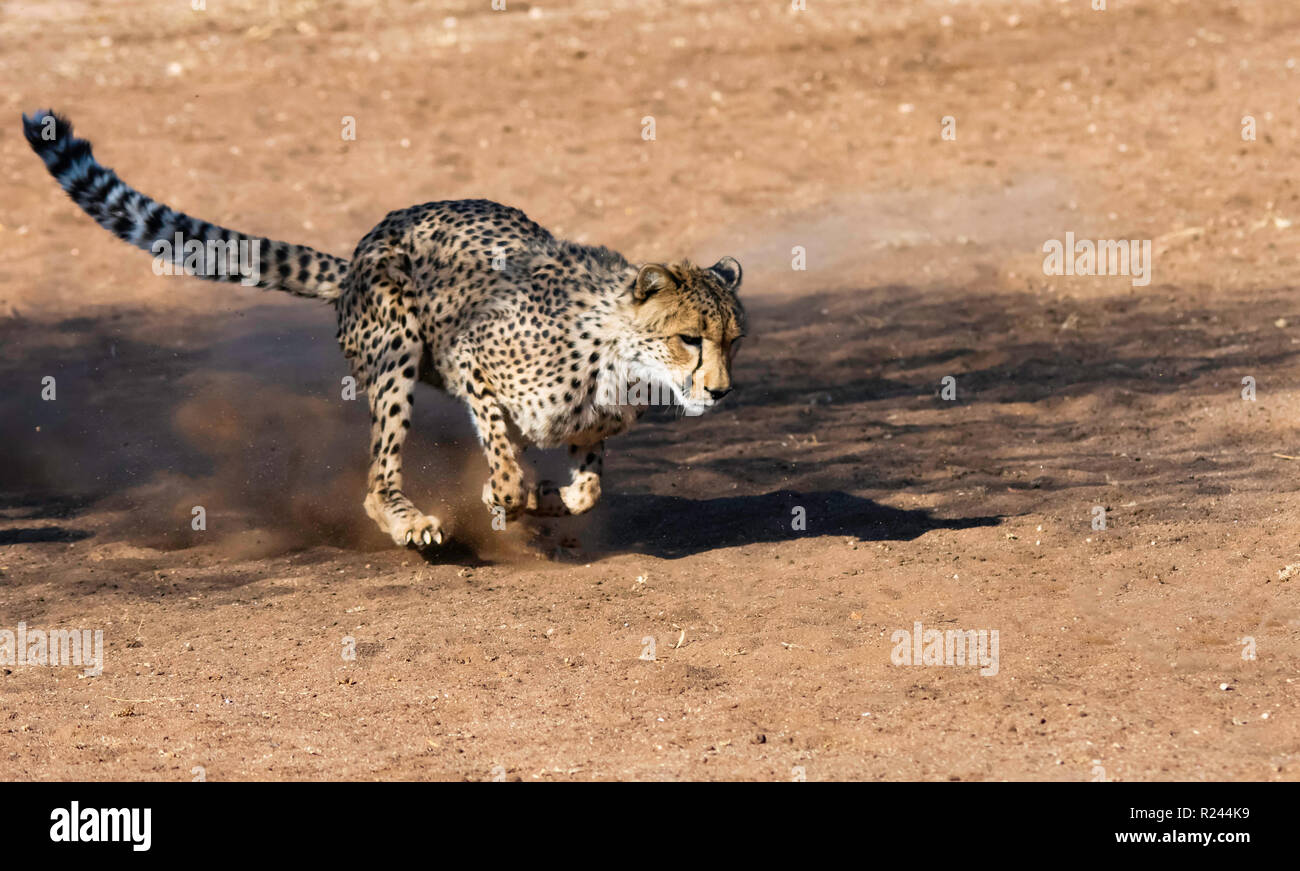 Southern African Cheetah photographed in Namibia Stock Photo - Alamy