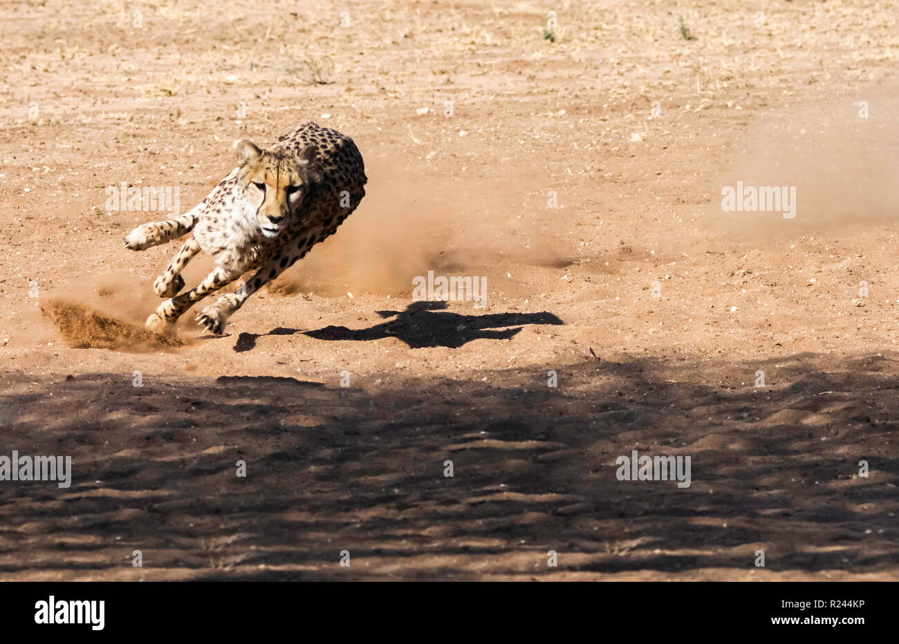 Southern African Cheetah photographed in Namibia Stock Photo - Alamy