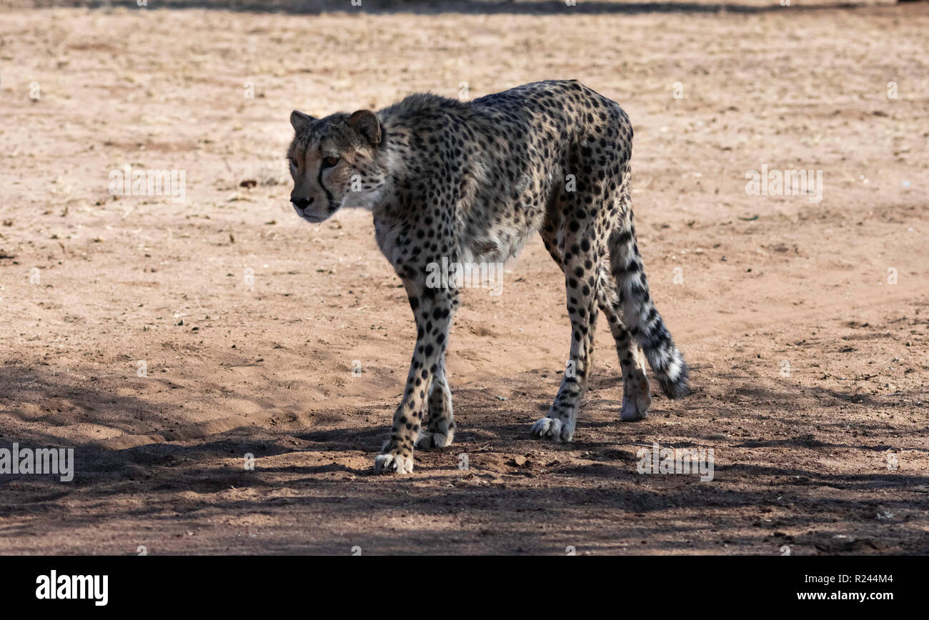 Southern African Cheetah photographed in Namibia Stock Photo - Alamy