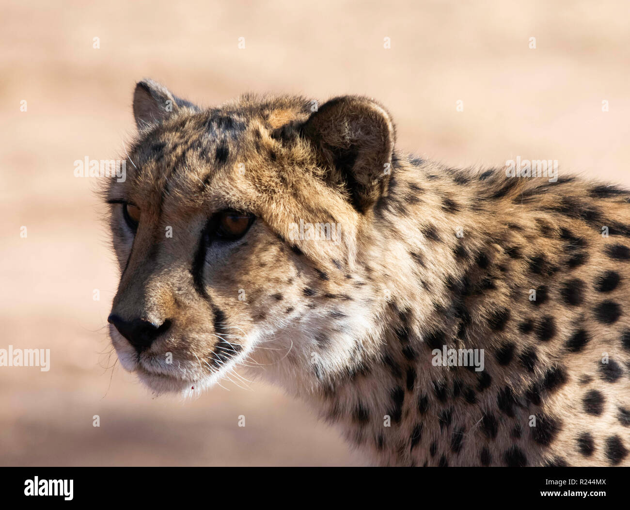 Southern African Cheetah photographed in Namibia Stock Photo - Alamy