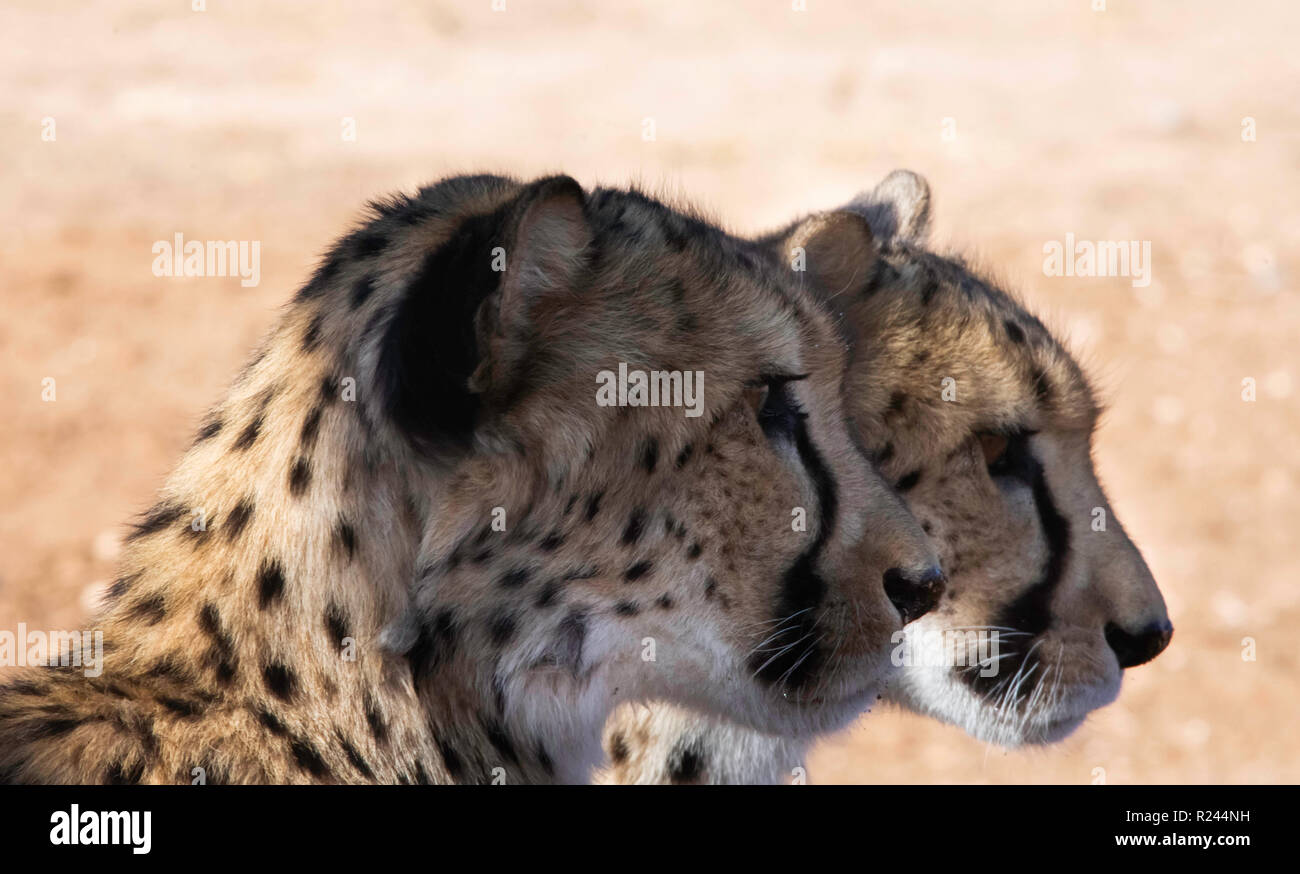 Southern African Cheetah photographed in Namibia Stock Photo - Alamy