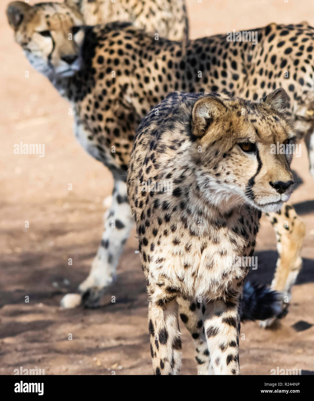 Southern African Cheetah photographed in Namibia Stock Photo - Alamy