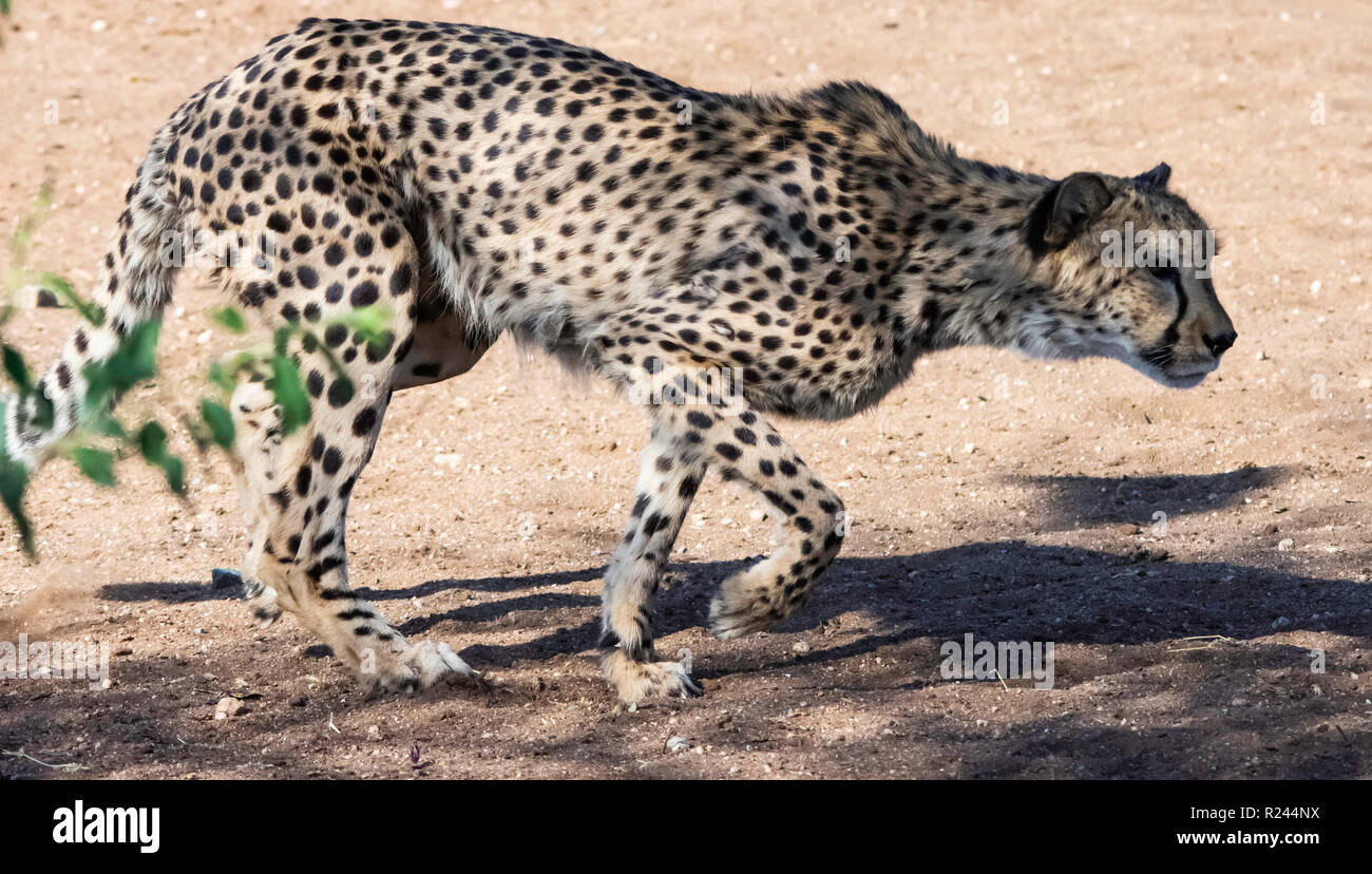 Southern African Cheetah photographed in Namibia Stock Photo - Alamy
