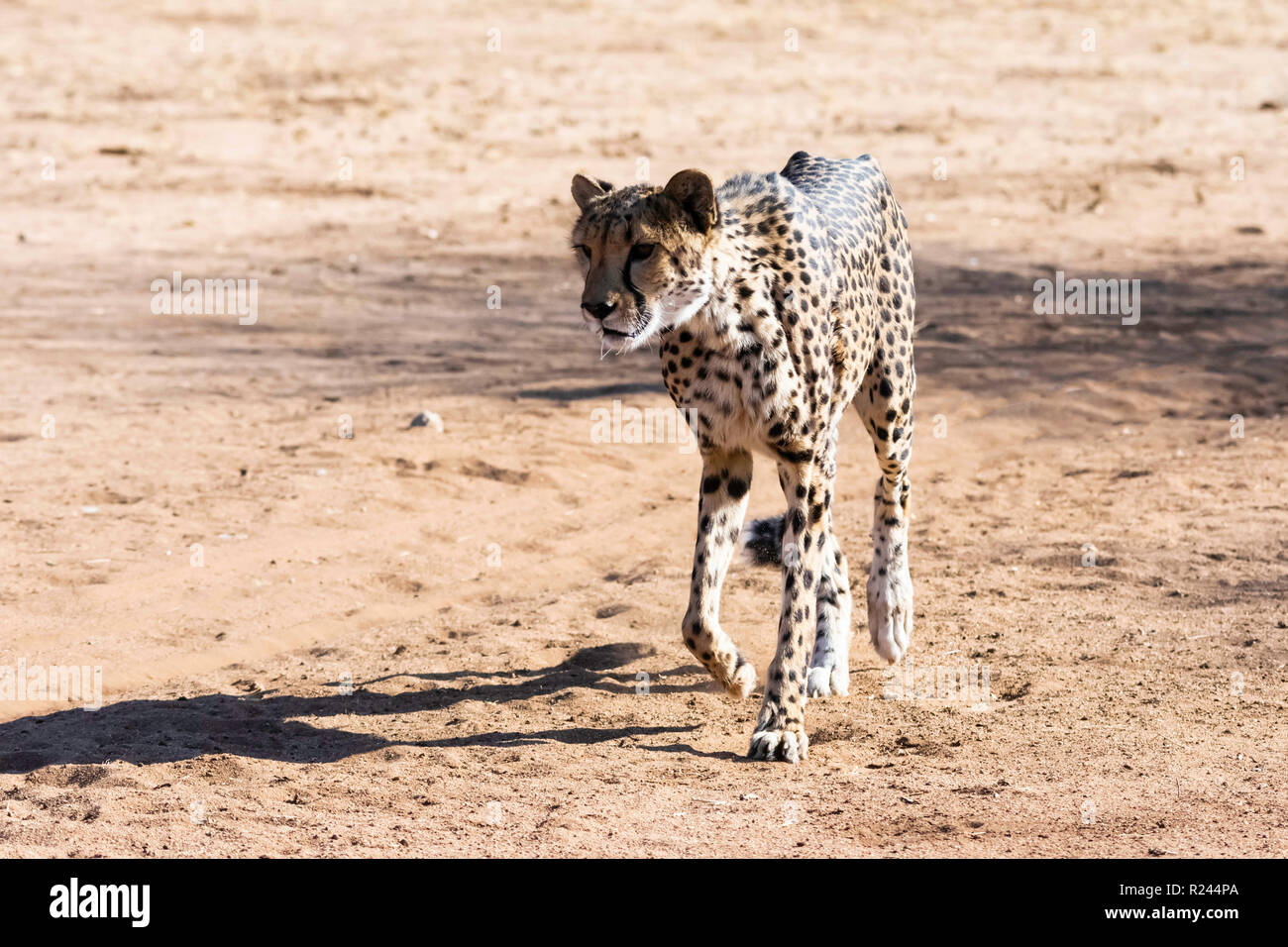 Southern African Cheetah photographed in Namibia Stock Photo - Alamy