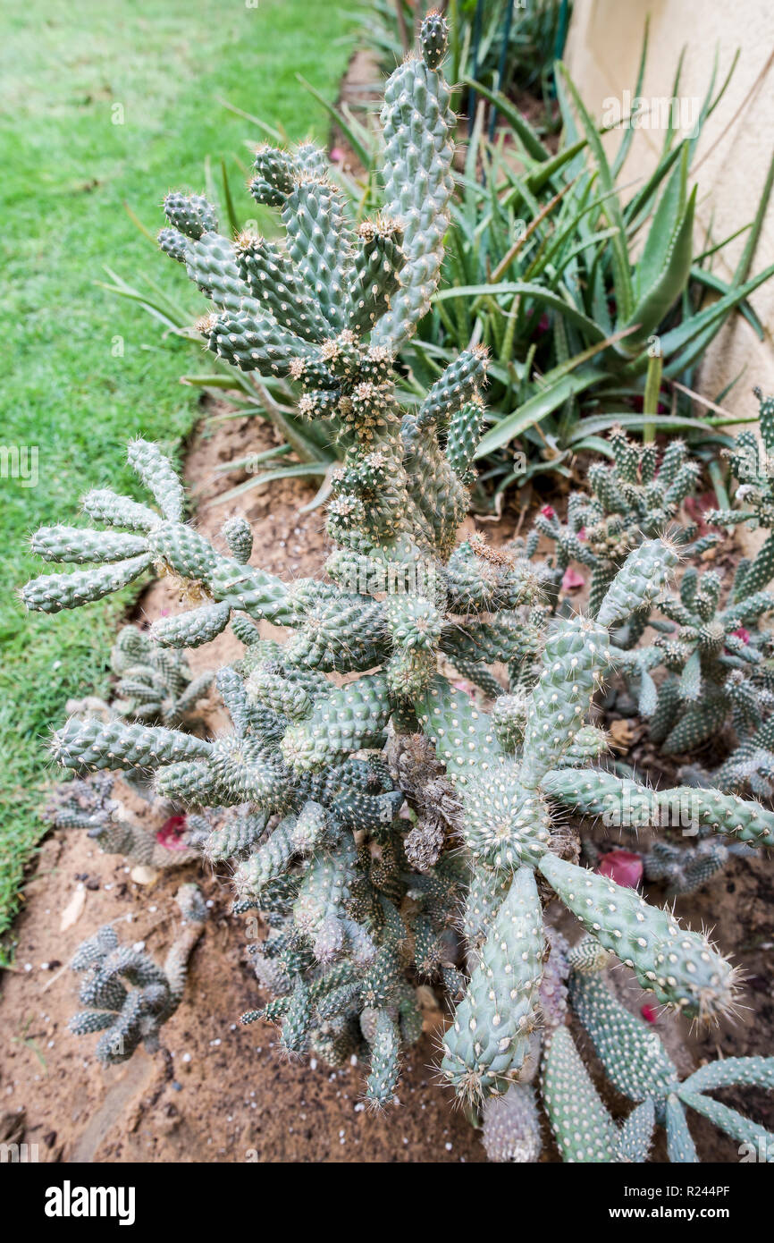 Cactus desert middle east hi-res stock photography and images - Alamy