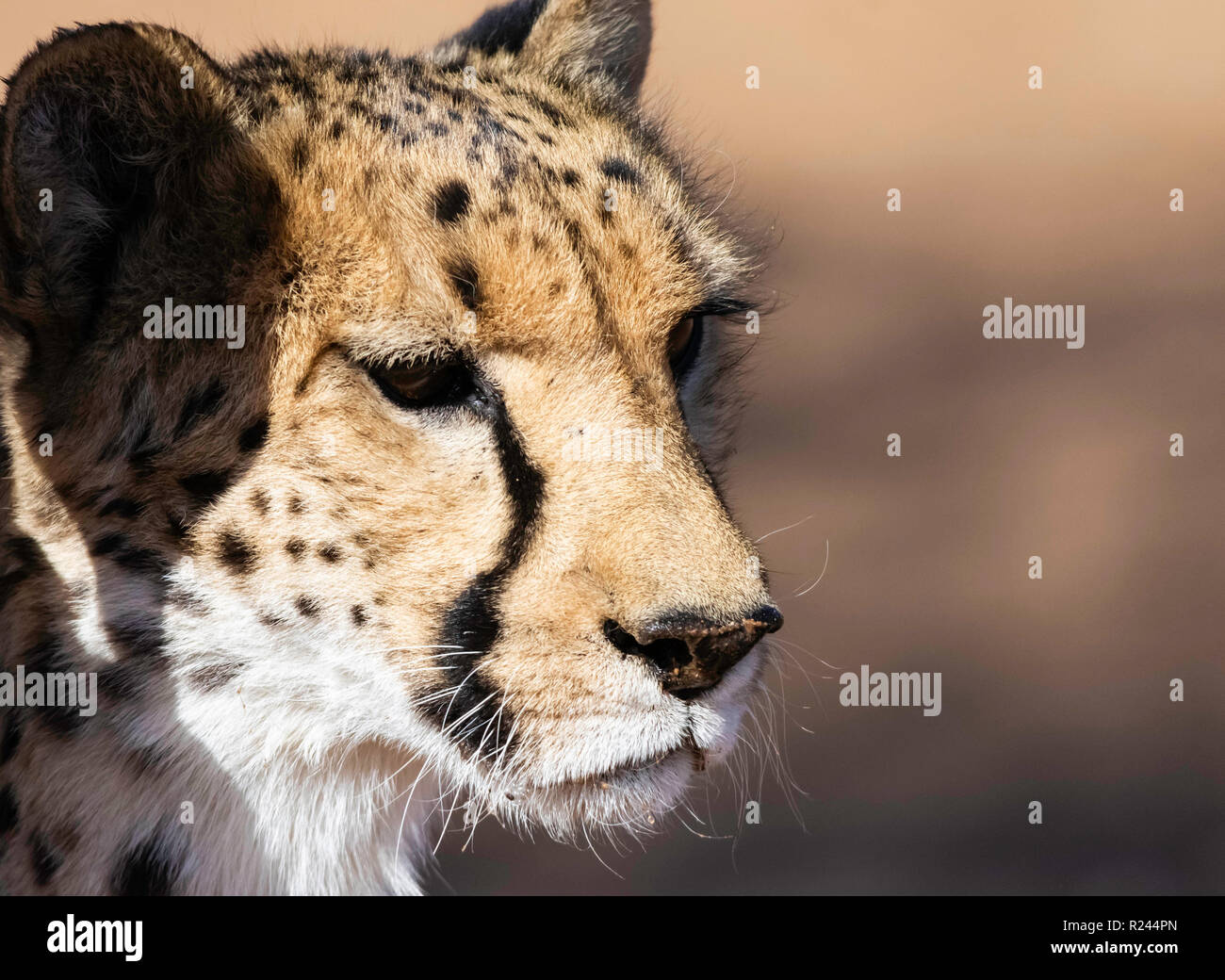 Southern African Cheetah photographed in Namibia Stock Photo - Alamy