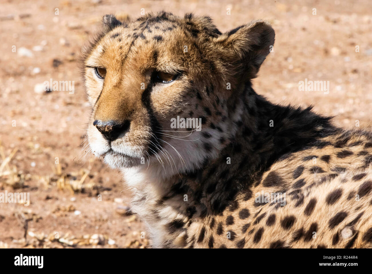 Southern African Cheetah photographed in Namibia Stock Photo - Alamy