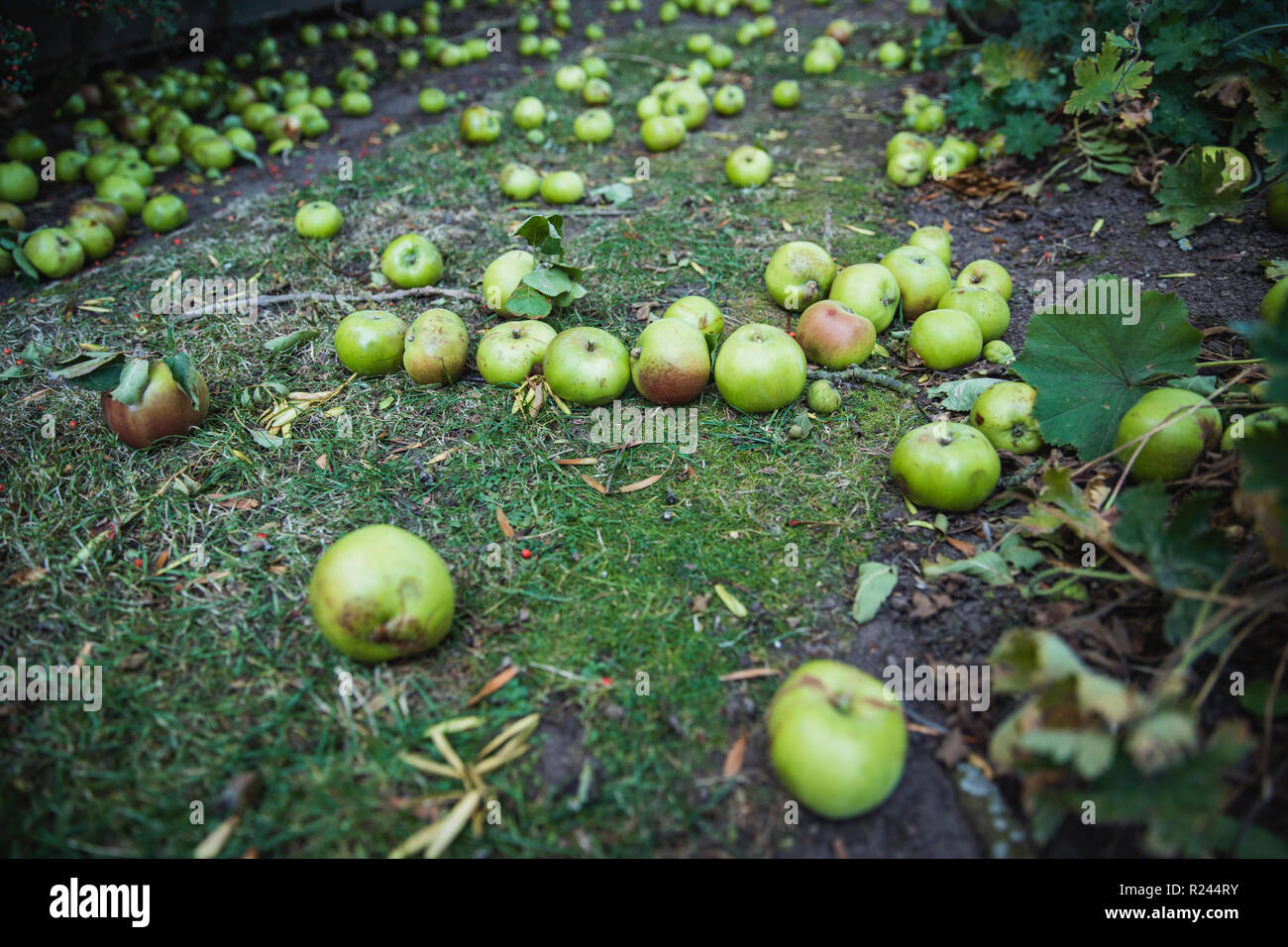 Fruit falling from tree hi-res stock photography and images - Alamy