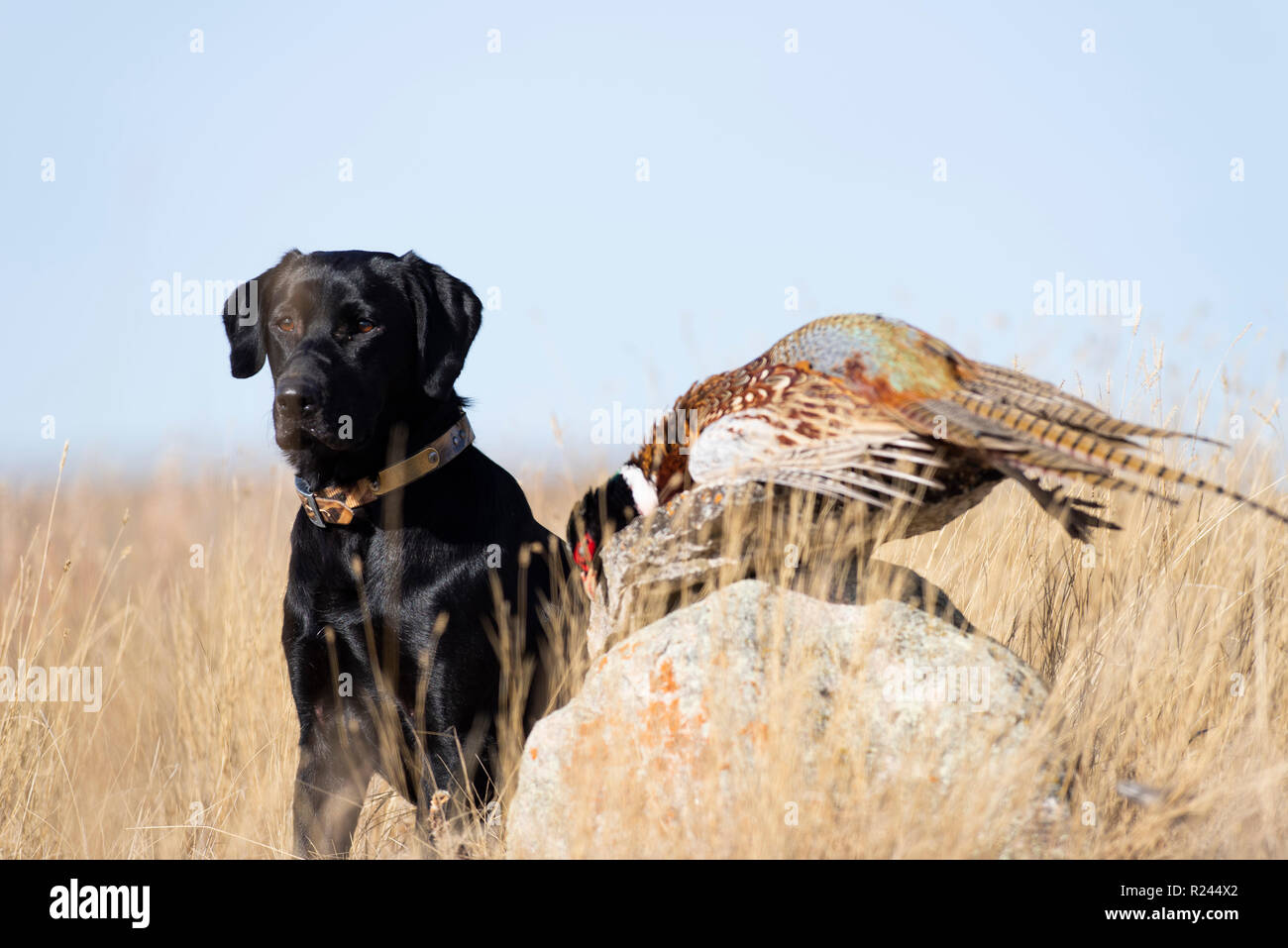 A Black Labrador Retriever with a rooster Pheasant in South Dakota ...
