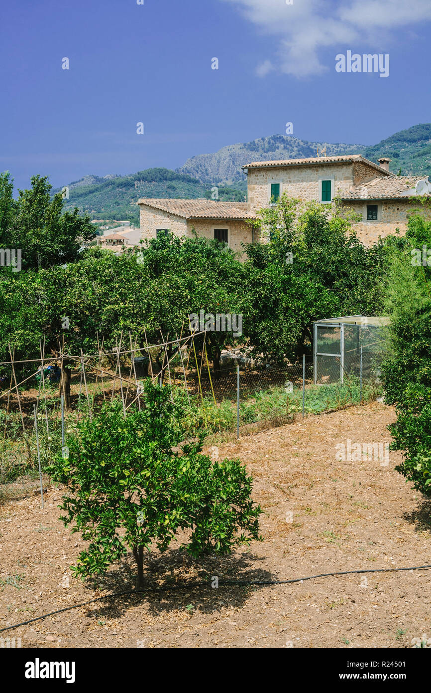 Orange tree mallorca hi-res stock photography and images - Alamy